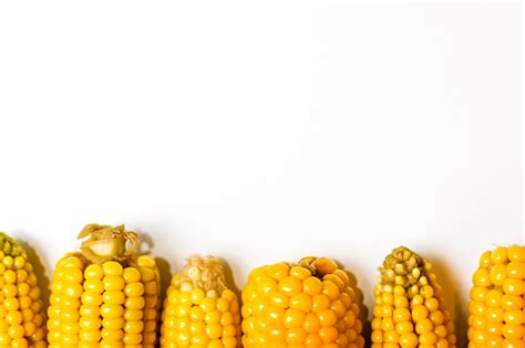 흰색 배경에 삶은 노란색 달콤한 옥수수 텍스처 창조적 인 음식 옥수수의 스윙 옥수수의 전체와 부분 생태 식품 개념 선택적 초점 0명에 대한 스톡 사진 및 기타 이미지