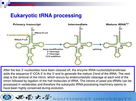 PPT O RRNA Processing And Ribosomes O TRNA Processing RNase P And Ribozymes PowerPoint