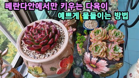 다육이♡ 베란다안에서만 키우는 다육이 예쁘게 물들이는 방법💓💓 Youtube