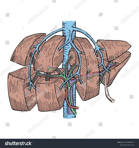 Liver Anatomy Couinaud Hepatic Segmentation Colorful Stock Illustration