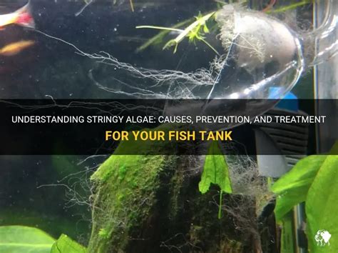 Understanding Stringy Algae Causes Prevention And Treatment For Your