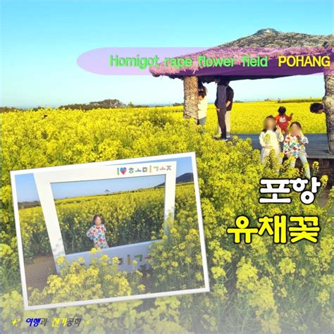 포항 호미곶 유채꽃밭 명소 아름답다 유채꽃 꽃말 네이버 블로그