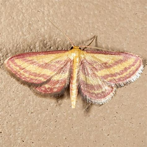Raspberry Wave Moth Leptostales Laevitaria Bugguide