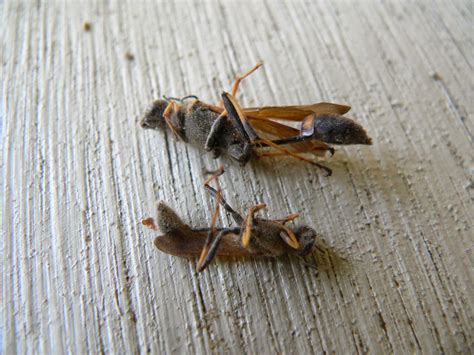 Journals Of An Amateur Naturalist Black And Yellow Mud Dauber Nest