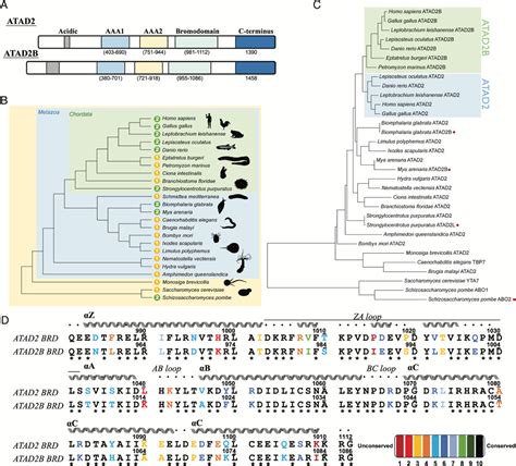 Impact Of Combinatorial Histone Modifications On Acetyllysine Recognition By The Atad2 And