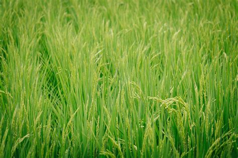 あおあおしく茂る稲の写真を無料ダウンロード（フリー素材） ぱくたそ