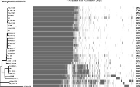 Whole Genome Core Snp Phylogenetic Tree And Distribution Of Pan Genome