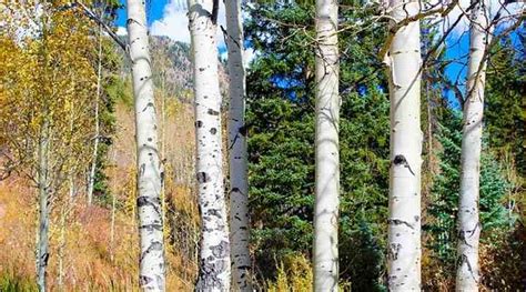 Aspen Trees Types Leaves Flowers Including Quaking Aspen