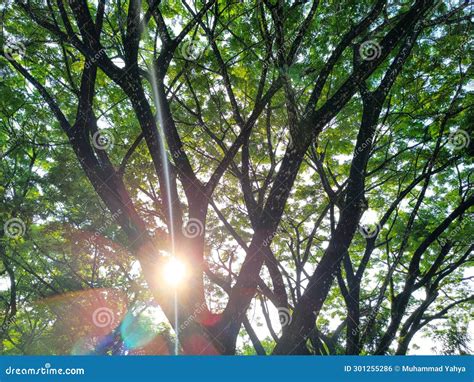A Wood Tree With Thick Branching Branches Stock Photo Image Of Land