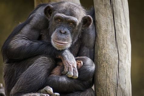 Terrifying Chimp Attack 911 Tape Released By Police Huliq