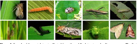 Figure 2 From A New Pest Detection Method Based On Improved Yolov5m Semantic Scholar