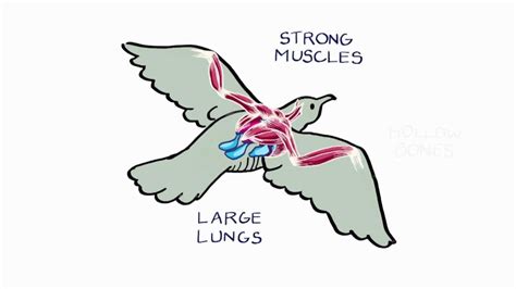 How Do Birds Fly Acordes Chordify