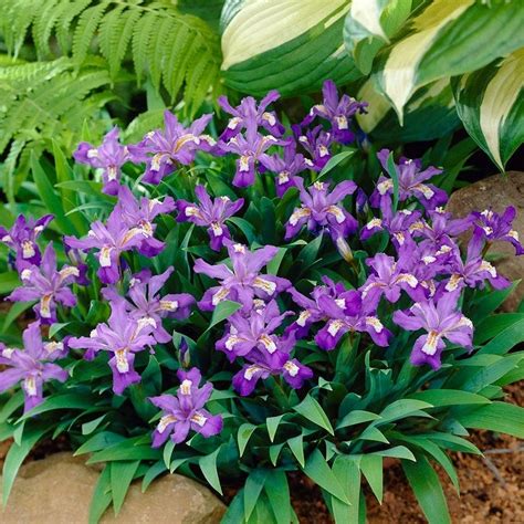 Lightweight Design Dwarf Crested Iris