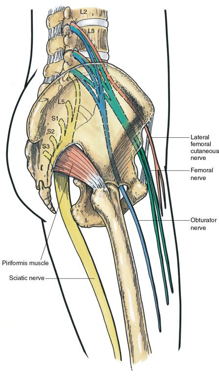 Sciatic Block Anesthesia Key