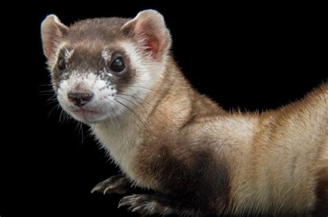 ANI029 00076 Joel Sartore