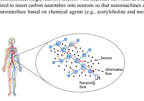 An Example Neuron Based Intrabody Nanonetwork Download Scientific Diagram