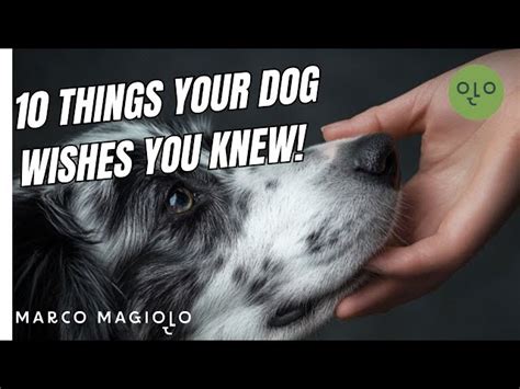10 Things Your Dog Wishes You Knew