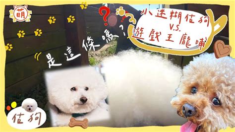 犬明星運動會趴吐！ 遊戲王 龐噗 Vs 迷途羔羊 估狗 超萌寵物迷宮視角【 萌寵大冒險 】haveapetday Youtube