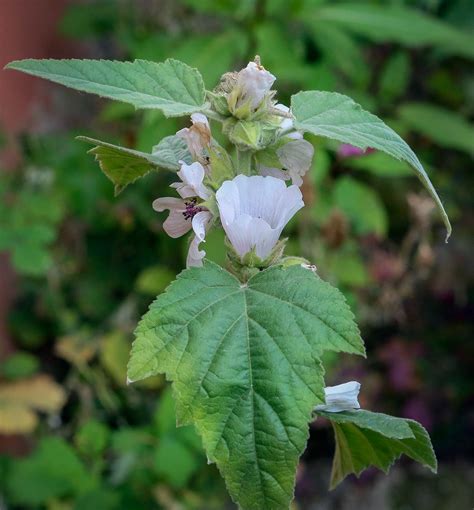 Althaea officinalis - Изображение особи - Плантариум