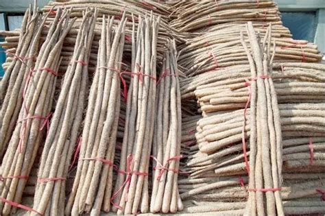 焦作市铁棍山药课本插图初高中地理网