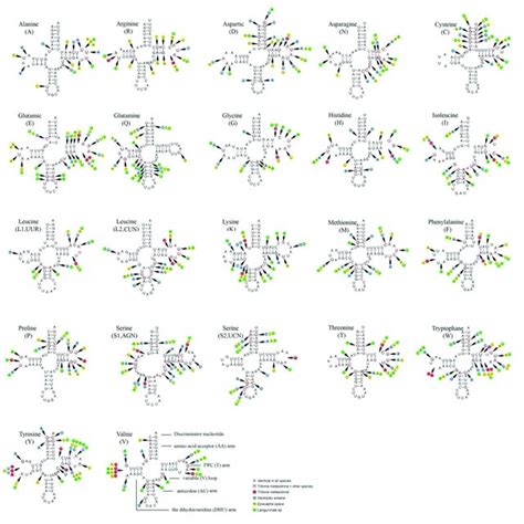 Inferred Secondary Structures Of 22 TRNAs Of 4 Species The TRNAs Are