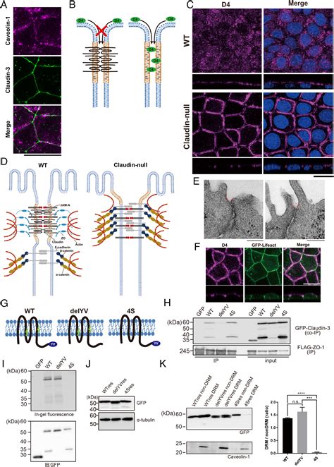 Cholesterol Rich Domain Formation Mediated By Zo Proteins Is Essential