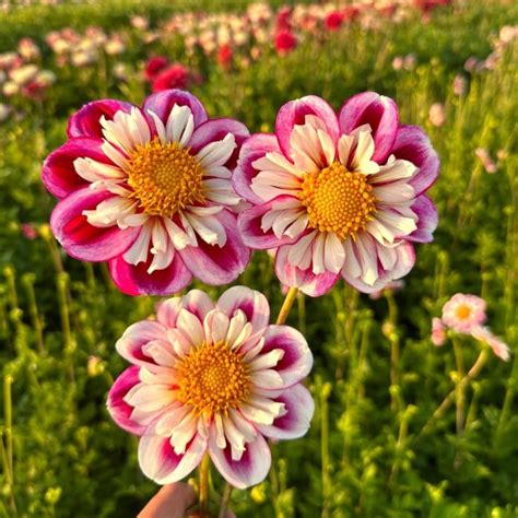 Fam Flower Farm Dahliaknol Bumble Rumble De Landwinkel V O F