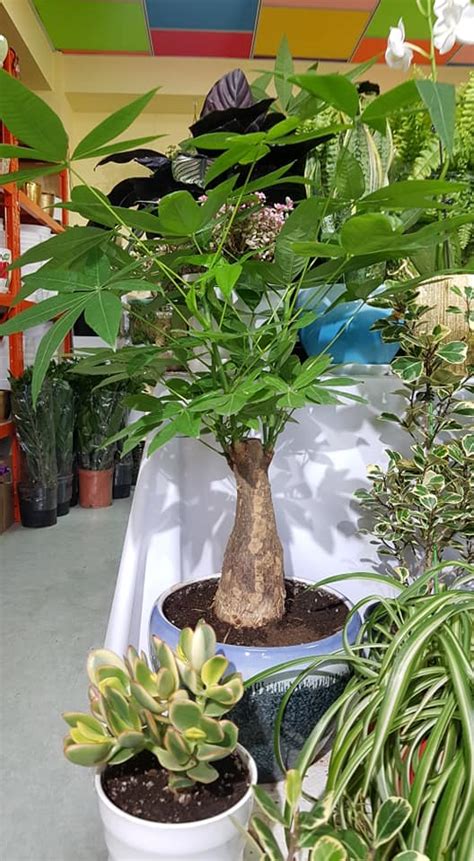 Өдрийн мэнд Өнөөдөр манайх хүргэлт Аз жаргалтай цэцэгс