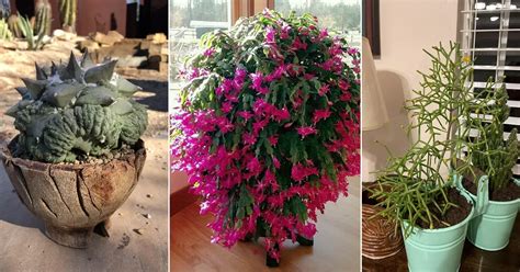 List Of Spineless Cactus Varieties Succulent Garden Web