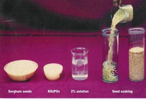 Seed Hardening A Tool For Successful Crop Production In Drylands