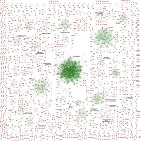 Paralog Network Of Functional Families In The S Enterica Serovar Typhi