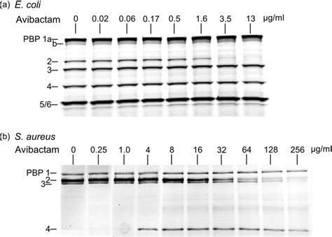 Affinities Of Avibactam For E Coli A And S Aureus B Pbps The