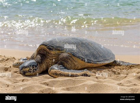 Honu Hawaiian Green Sea Turtles Resting On Laniakea Beach On The