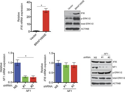 Figures And Data In Interferon Alpha Inducible Protein 6 Regulates
