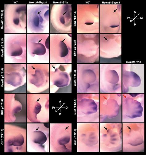 Bapx1 And Shh Gain Of Function Transgenics Induce Similar Alterations