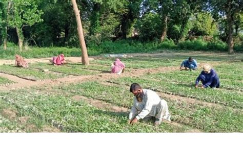 As A Green Stimulus Pakistan Sets Virus Idled To Work Planting Trees Pakistan DAWN COM
