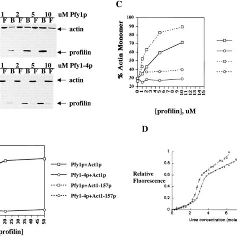 Profilin Binding To Monomeric Actin Purified Yeast Actin And