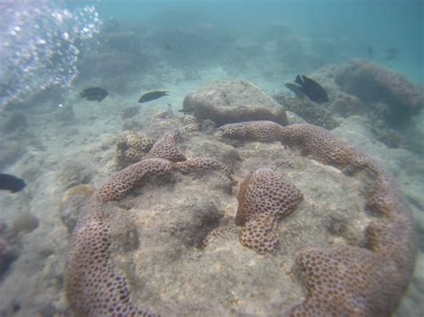 T E A R E Bercuti Di Pulau Tioman