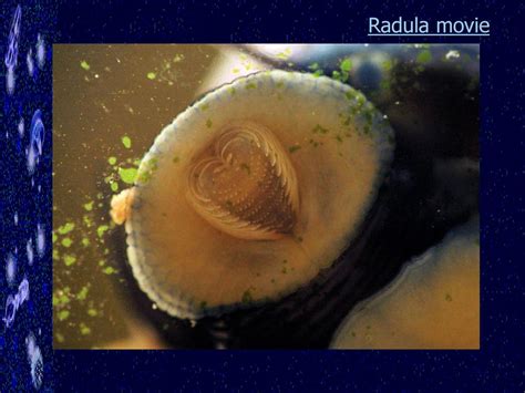 Marine Invertebrates Ppt Download