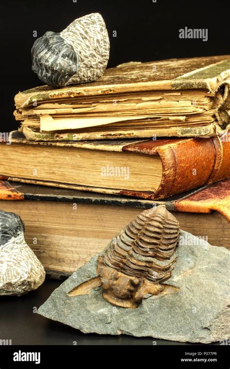 Fossil Trilobite Imprint In The Sediment An Imprint Of History Fossil Trilobite In Rock Stock