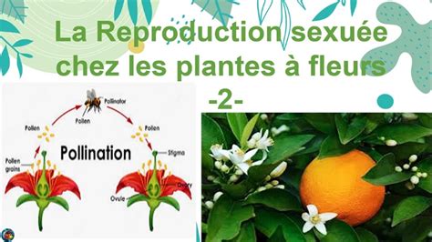 La Reproduction Sexuée Chez Les Plantes à Fleurs 22 2aic Youtube