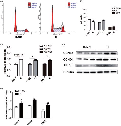 Hulc Promotes Cell Proliferation By Enhancing Cell Division After Download Scientific Diagram