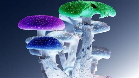 Psilocibina La Droga Psicodélica Que Inhibe La Actividad Neuronal H50