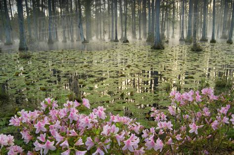 Bald Cypress Flowers Best Flower Site