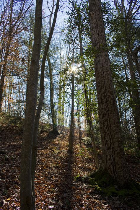 Through The Woods Photograph By Andrei Shliakhau Fine Art America