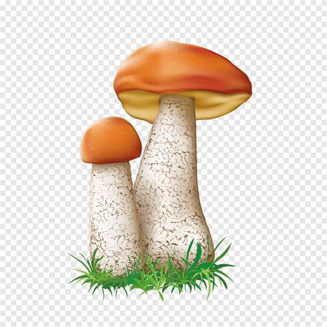 Leccinum Aurantiacum 버섯 곰팡이 일러스트 무료 버섯 그림 풀 소재 수채화 그림 무료 로고 디자인 서식