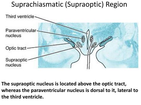 Ppt Anatomy Of Hypothalamus Powerpoint Presentation Free Download Id 2162026