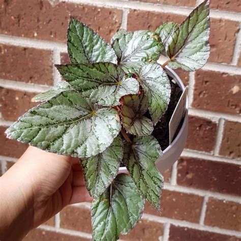 Begonia Rex Cultorum Group Artic Breeze Syn Begonia Rex Artic