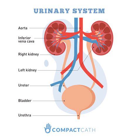 Urinary System Drawing