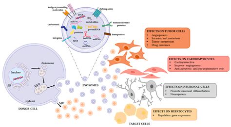 Molecular Mediators Of RNA Loading Into Extracellular Vesicles Encyclopedia MDPI